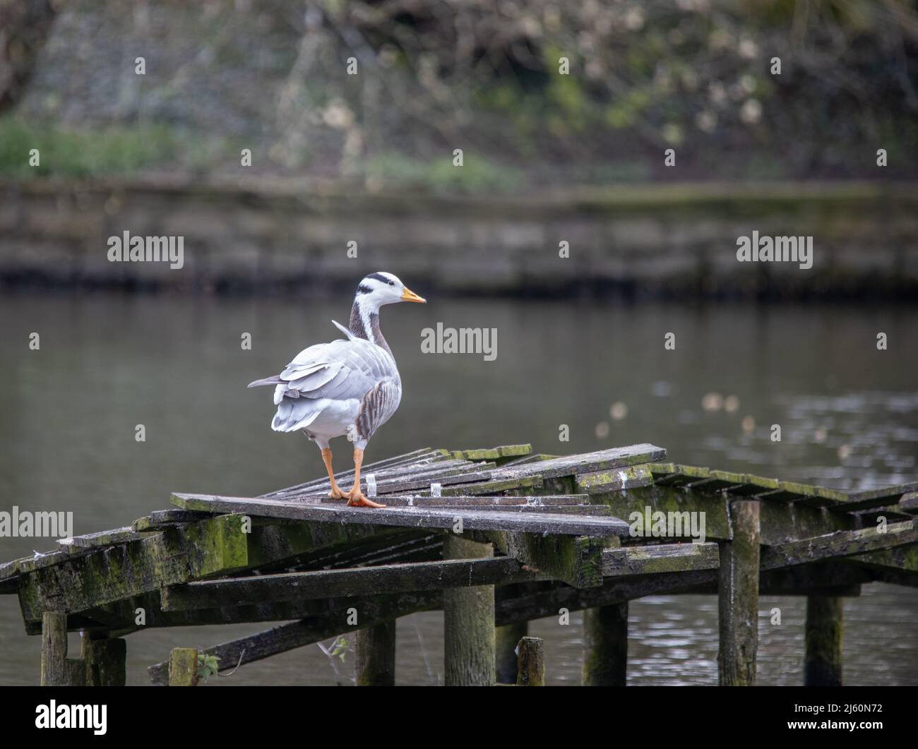 The Lake District in Cumbria provides some of the most beautiful Birds ...