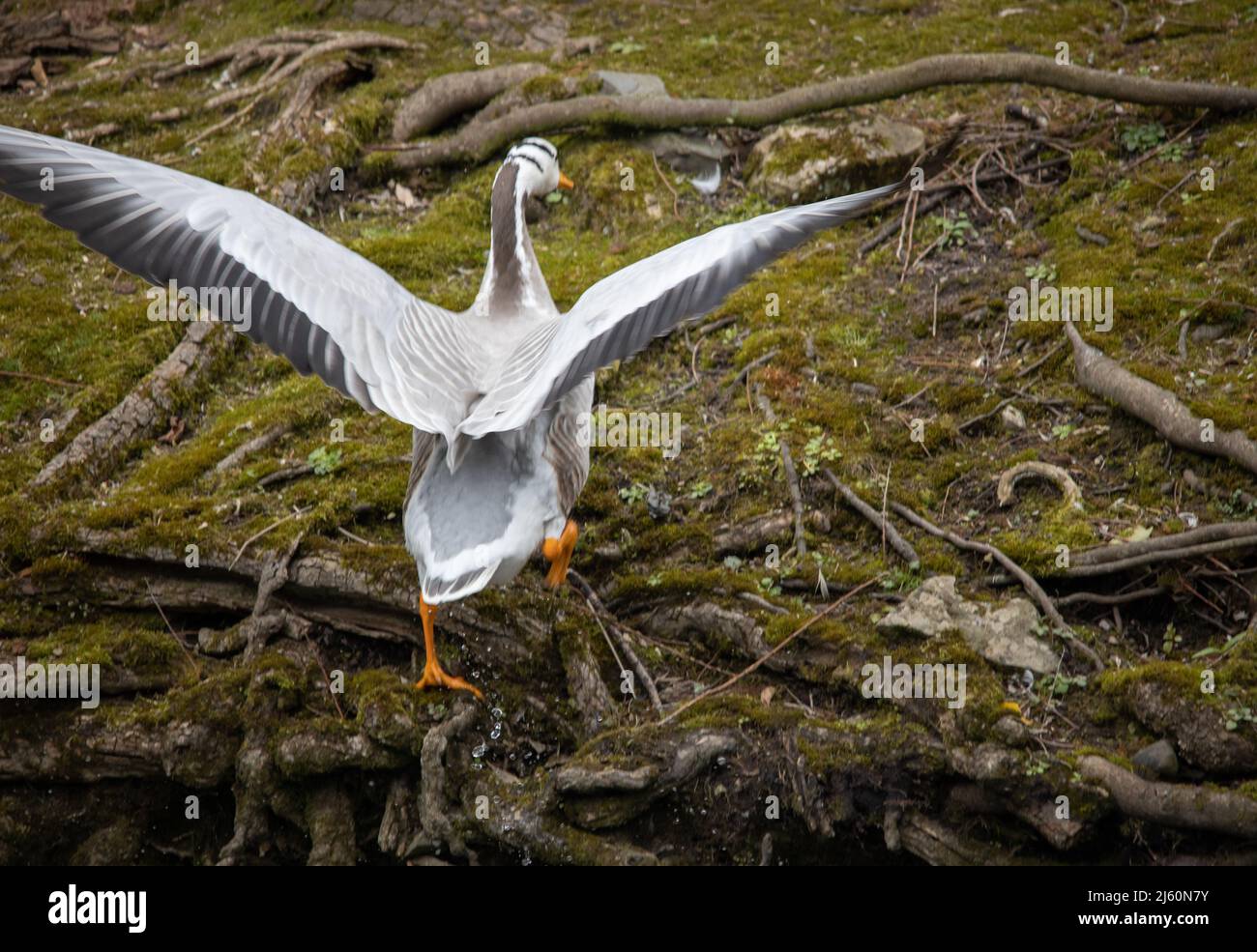 The Lake District in Cumbria provides some of the most beautiful Birds ...