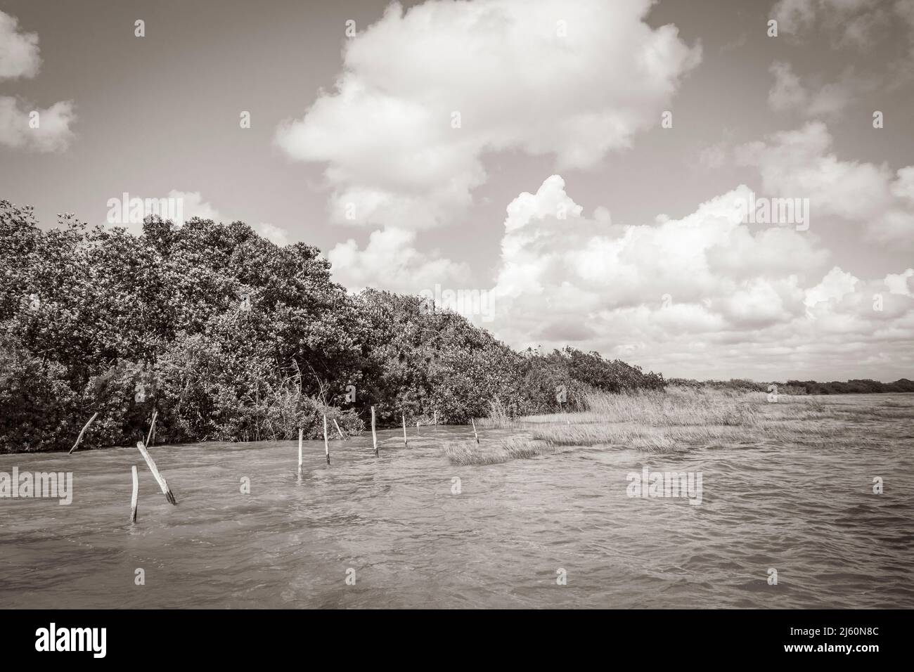 Old black and white picture of the natural panorama view to the Muyil ...