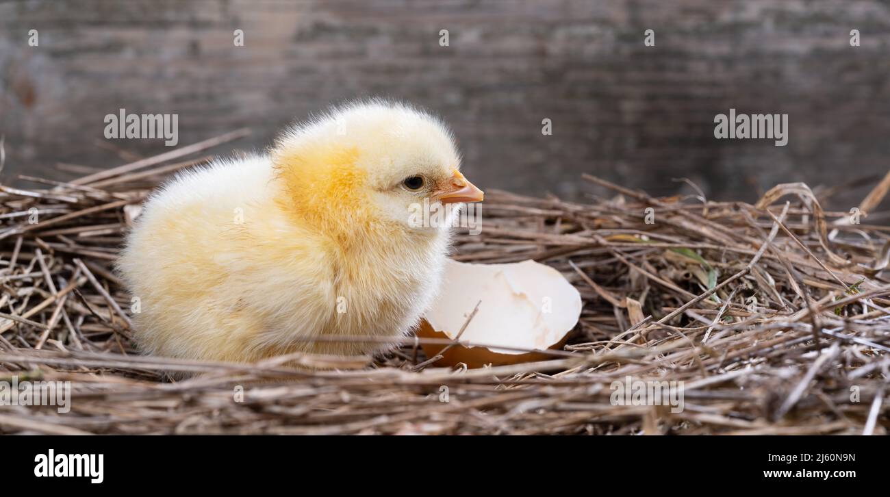 Beautiful newborn chick in nest of straw Stock Photo - Alamy