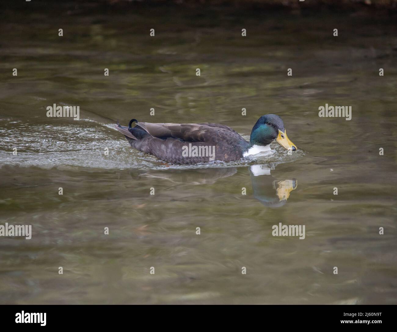 The Lake District in Cumbria provides some of the most beautiful Birds ...