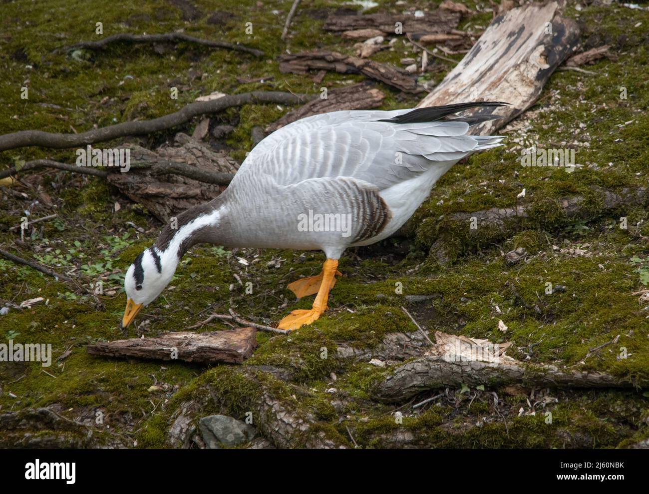 The Lake District in Cumbria provides some of the most beautiful Birds ...
