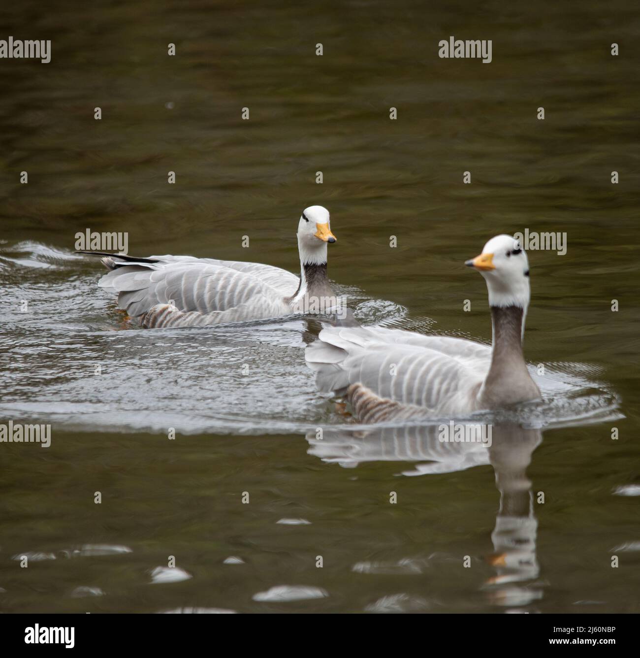 The Lake District in Cumbria provides some of the most beautiful Birds ...