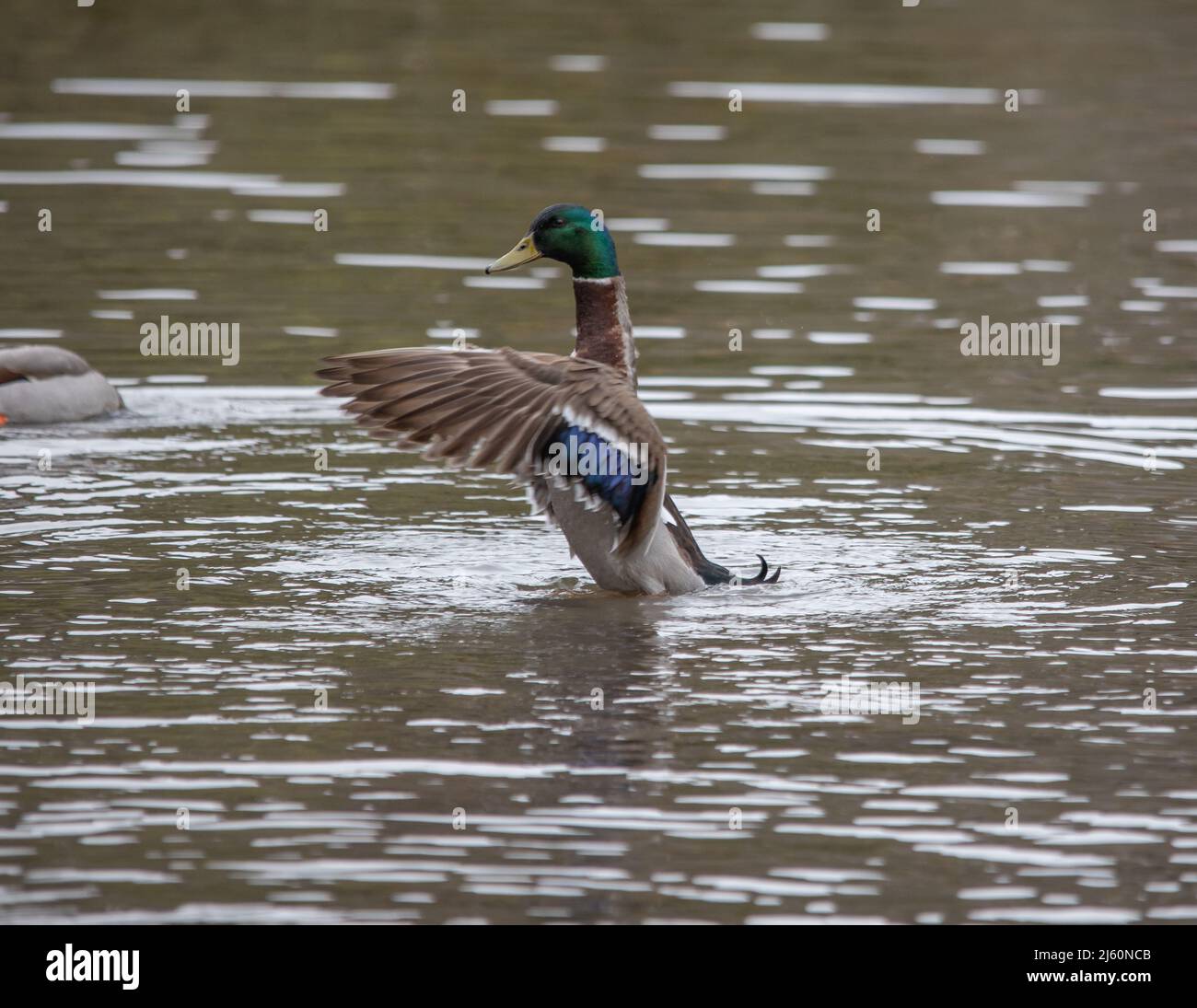 The Lake District in Cumbria provides some of the most beautiful Birds ...