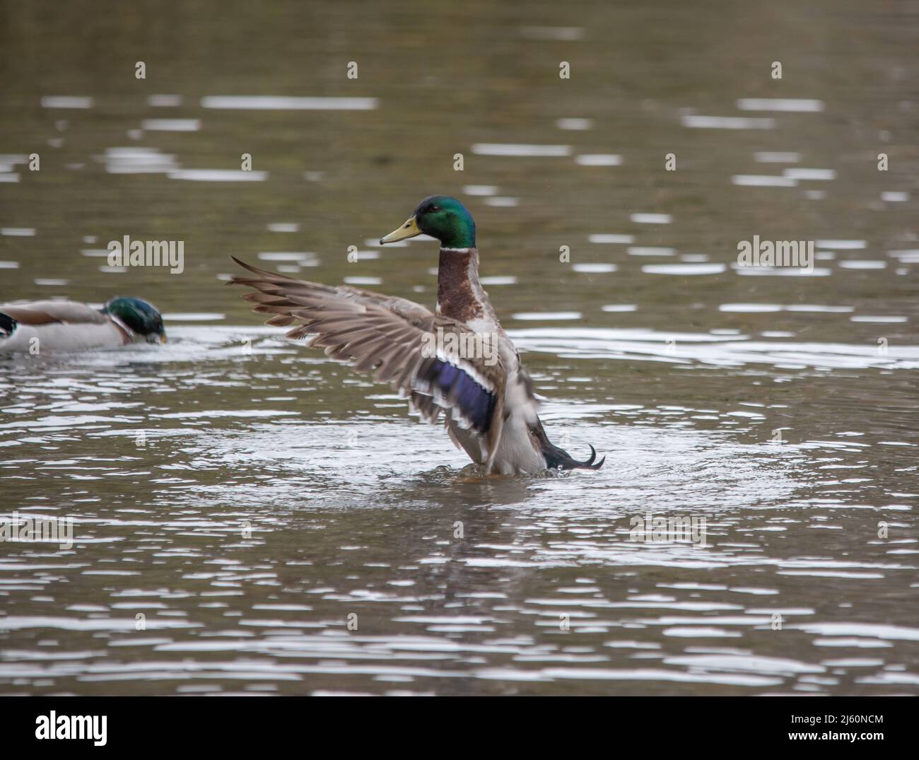 The Lake District in Cumbria provides some of the most beautiful Birds ...