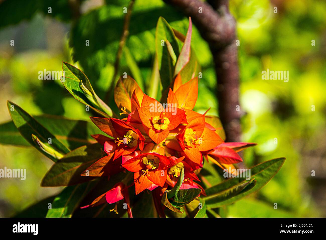 Euphorbia Fireglow known as spurge in an English garden Stock Photo - Alamy