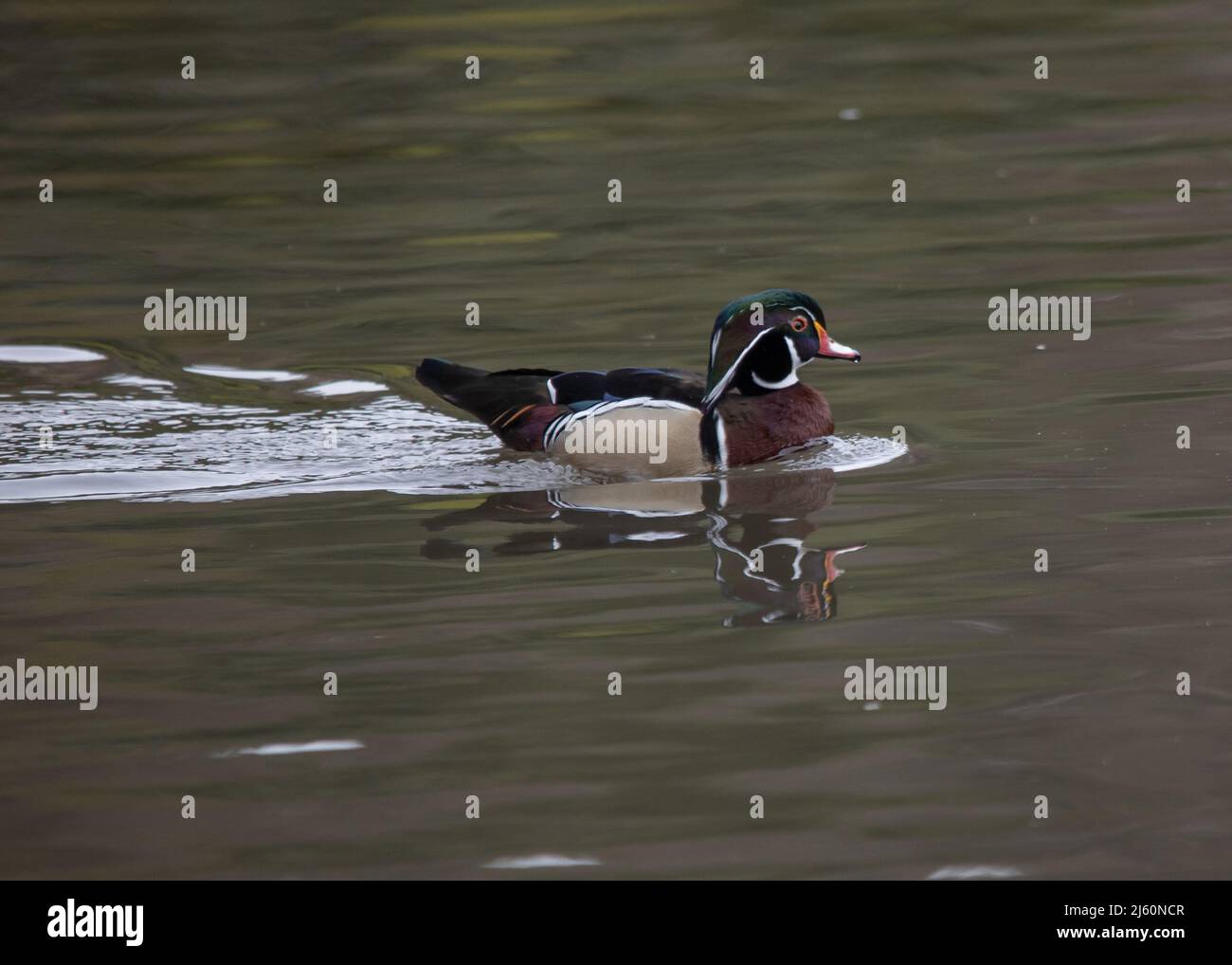 The Lake District in Cumbria provides some of the most beautiful Birds ...