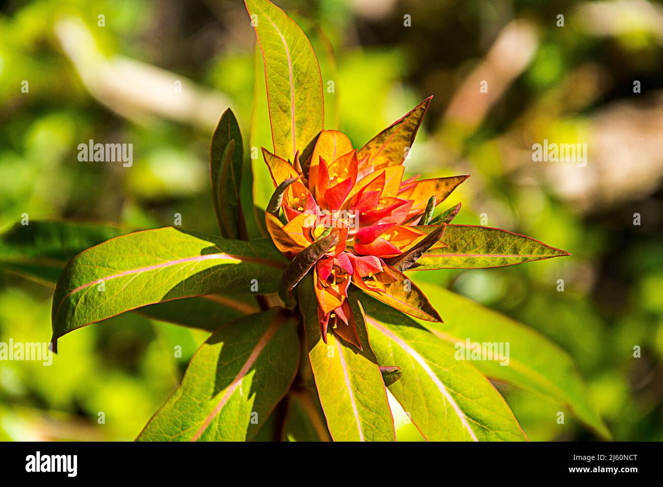 Euphorbia Fireglow known as spurge in an English garden Stock Photo - Alamy