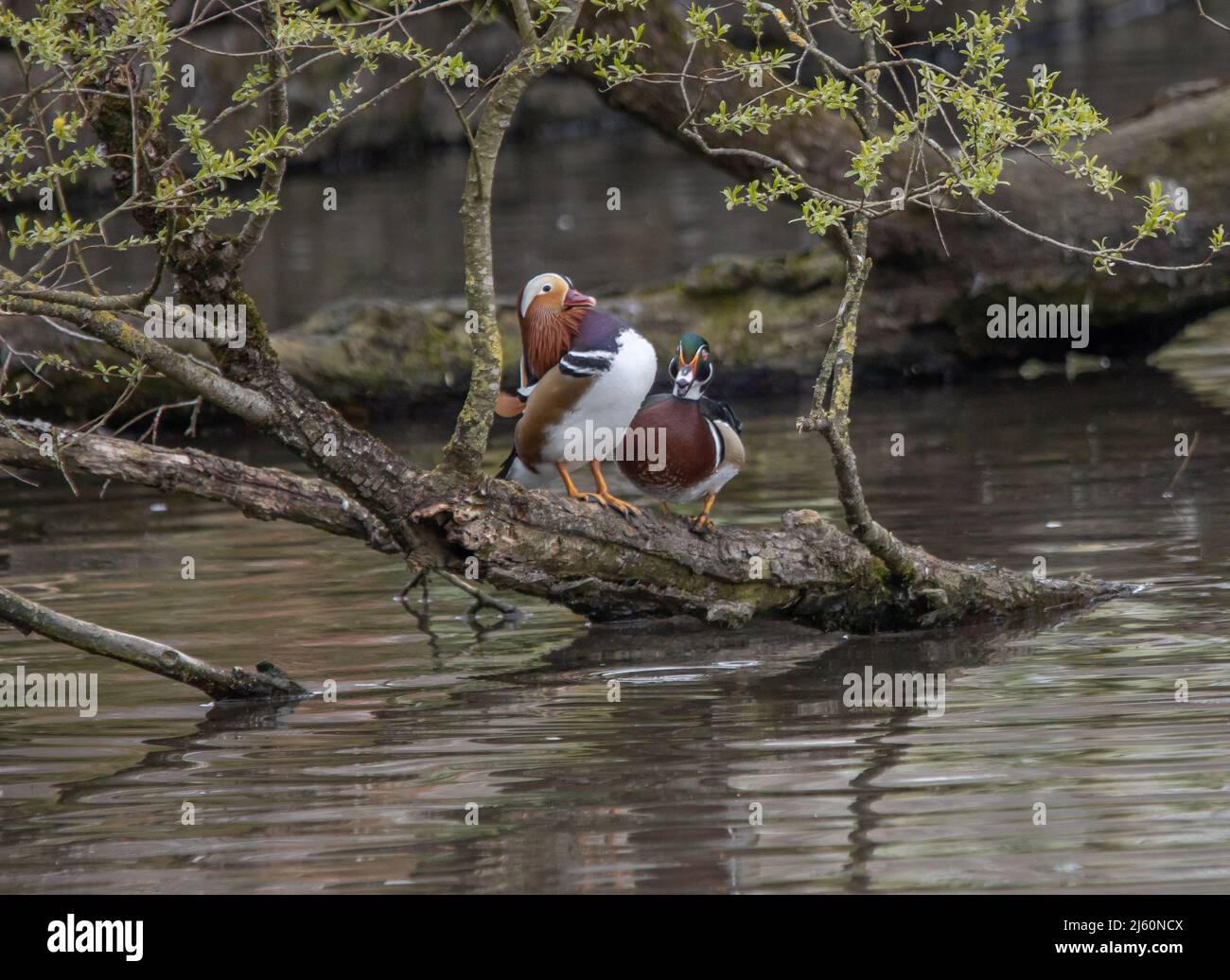 The Lake District in Cumbria provides some of the most beautiful Birds ...