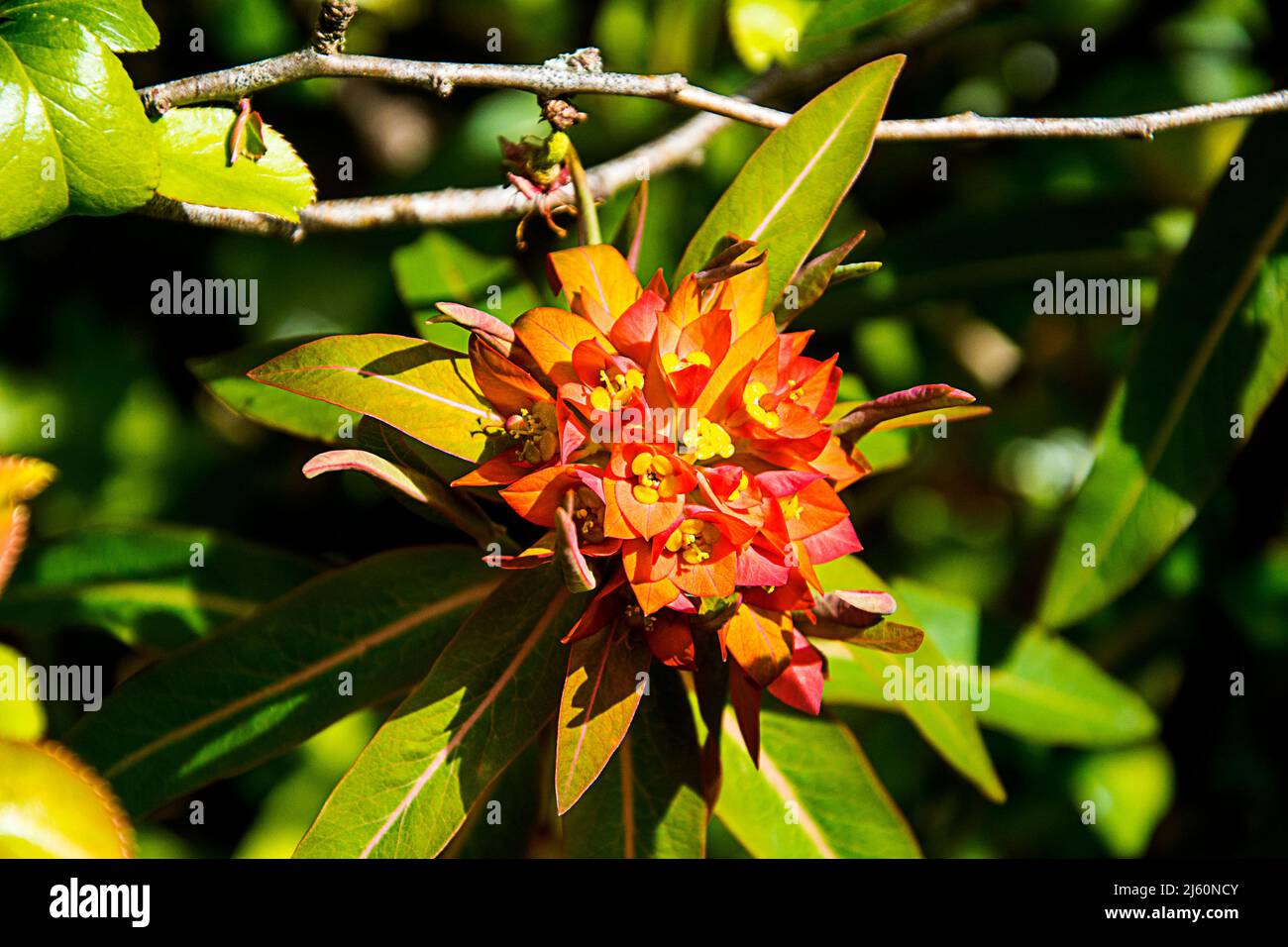 Euphorbia Fireglow known as spurge in an English garden Stock Photo - Alamy