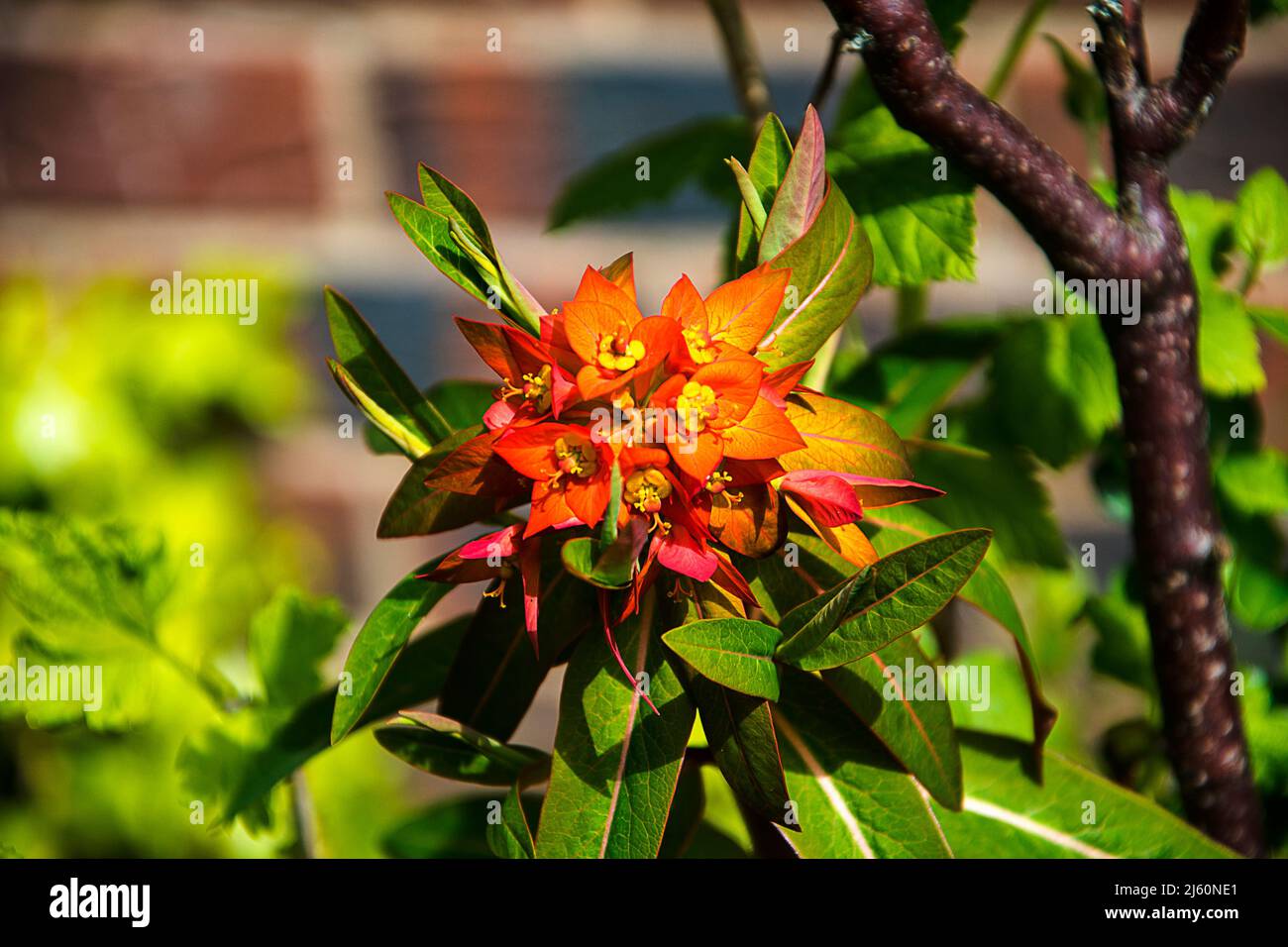 Euphorbia Fireglow known as spurge in an English garden Stock Photo - Alamy