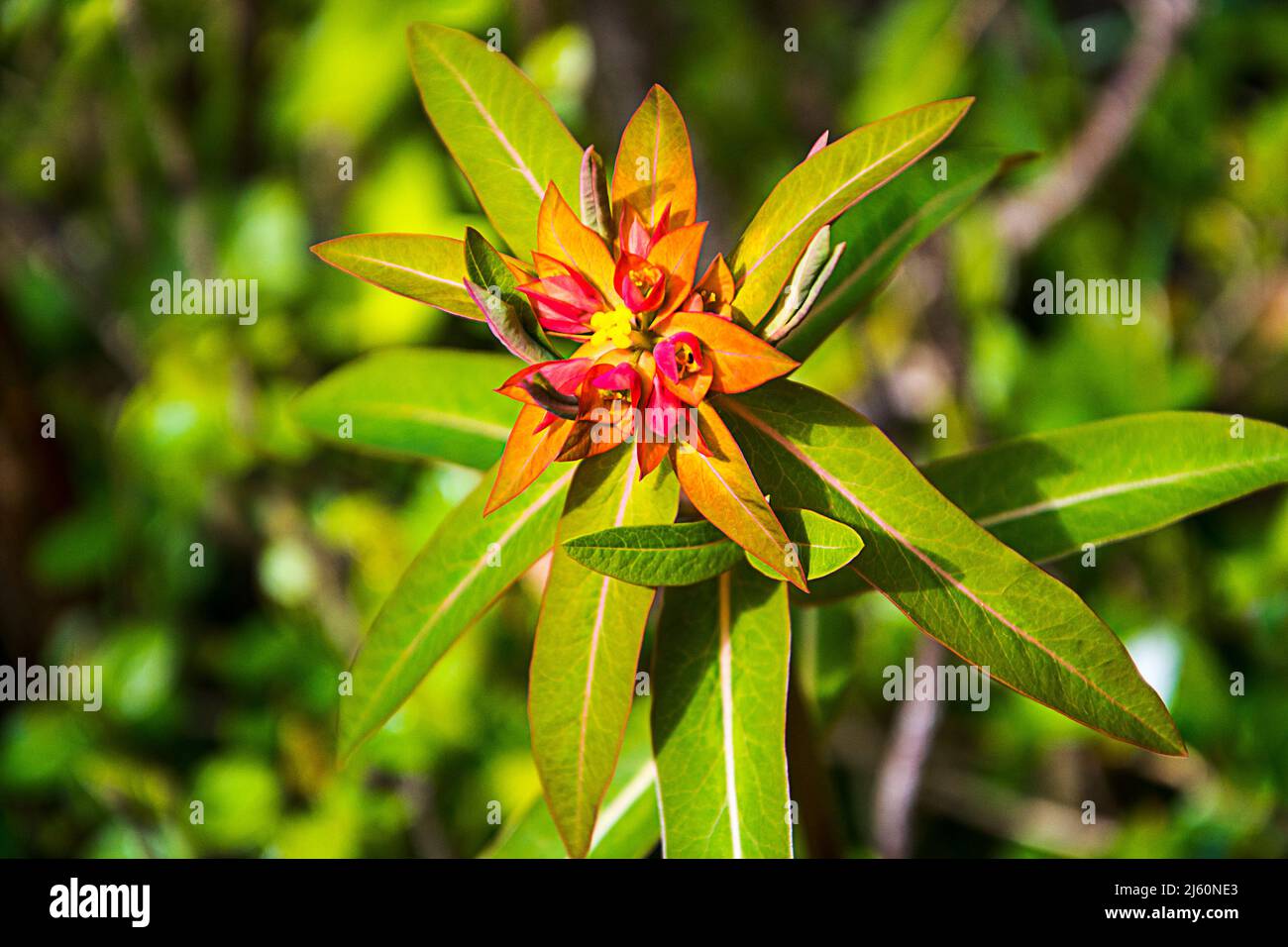 Euphorbia Fireglow known as spurge in an English garden Stock Photo - Alamy