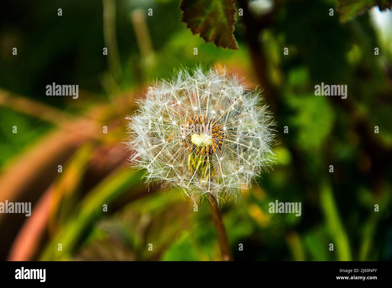 The dandelion clock or seed head discharges it's seeds at the slightest ...