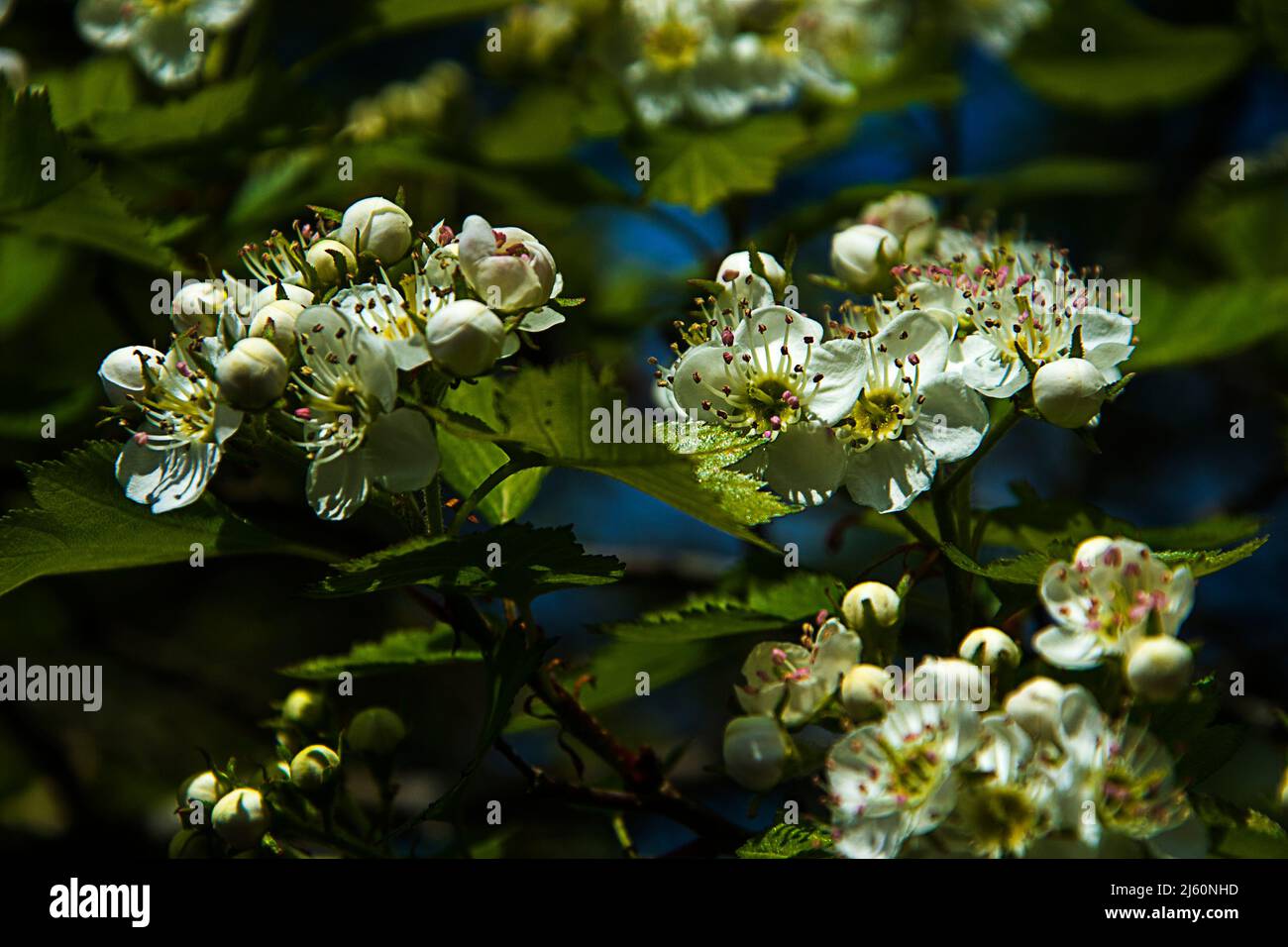 Crataegus blossom, commonly called hawthorn or quickthorn or thornapple ...