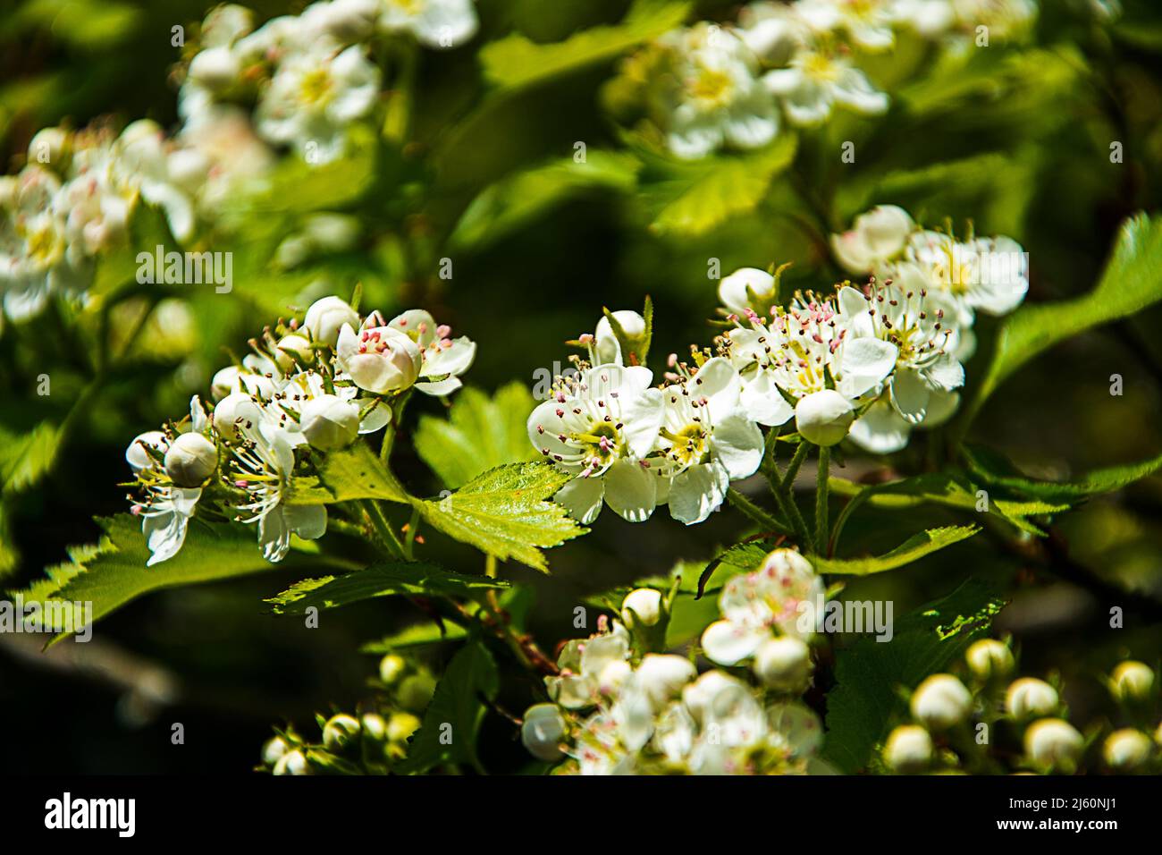 Crataegus blossom, commonly called hawthorn or quickthorn or thornapple ...
