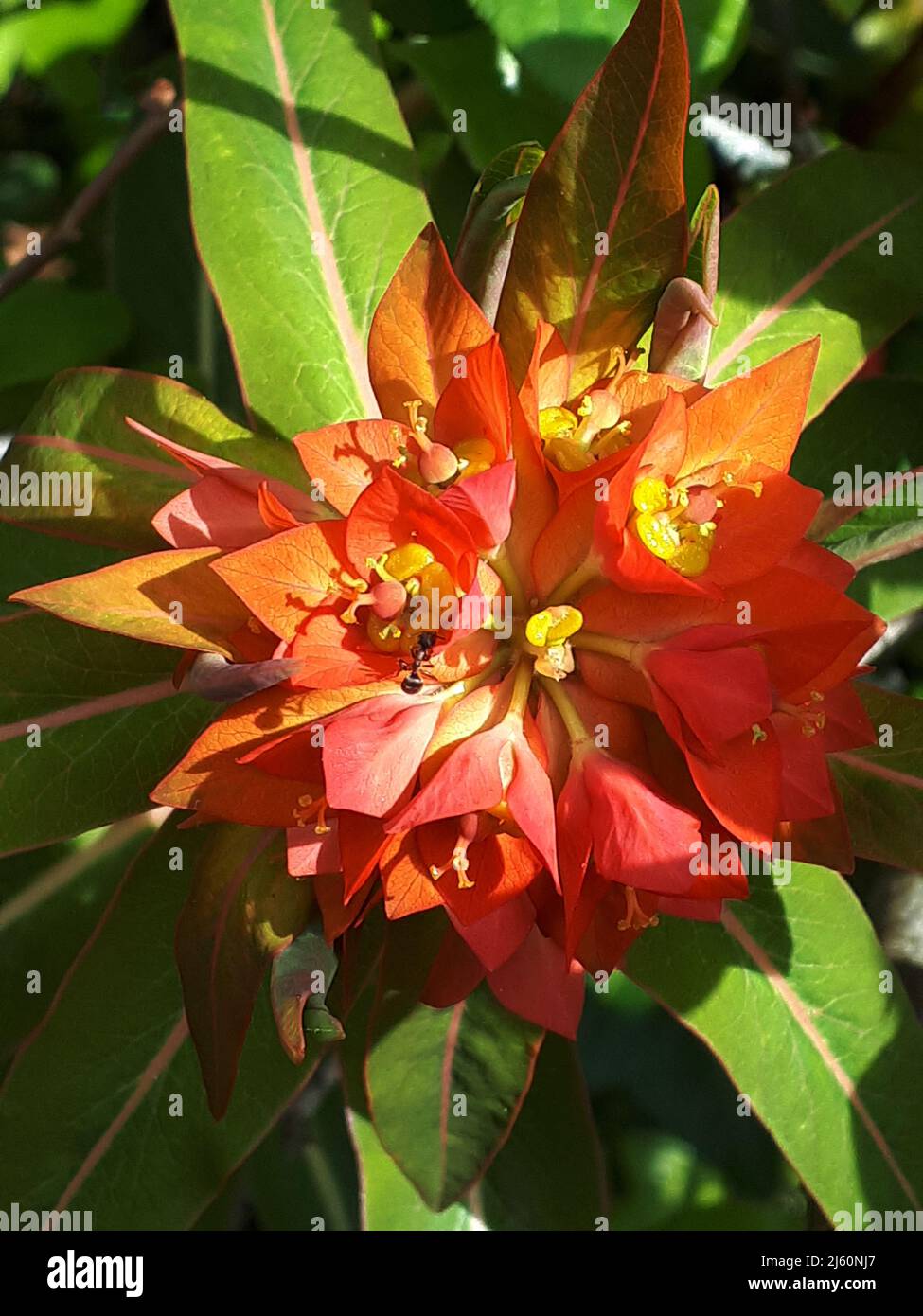 Euphorbia Fireglow known as spurge in an English garden Stock Photo - Alamy