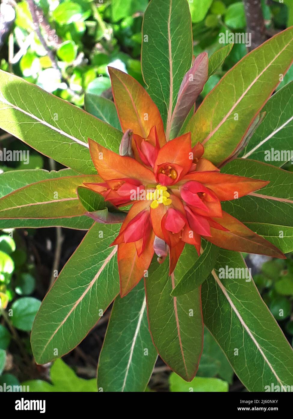 Euphorbia Fireglow known as spurge in an English garden Stock Photo - Alamy