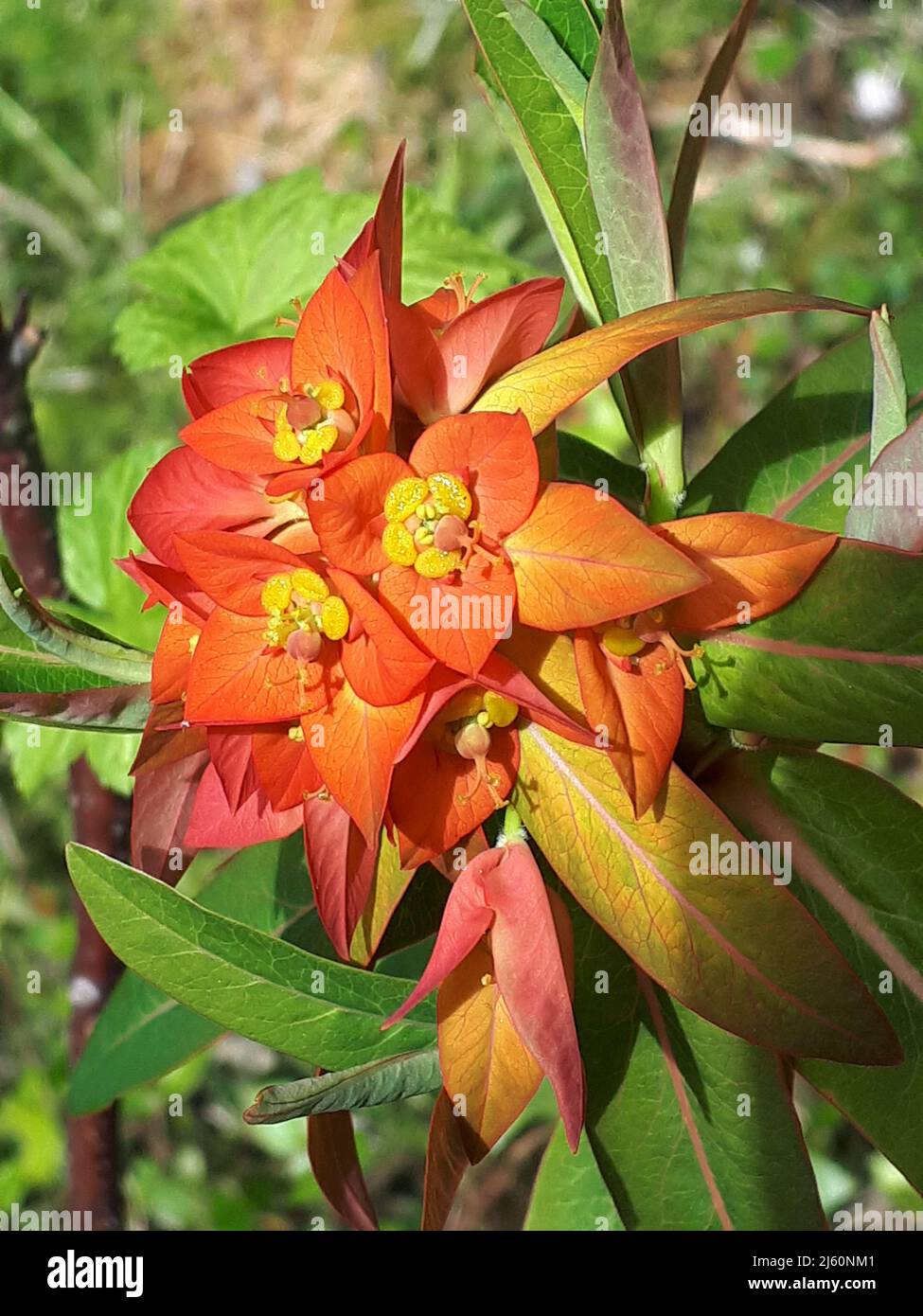 Euphorbia Fireglow known as spurge in an English garden Stock Photo - Alamy