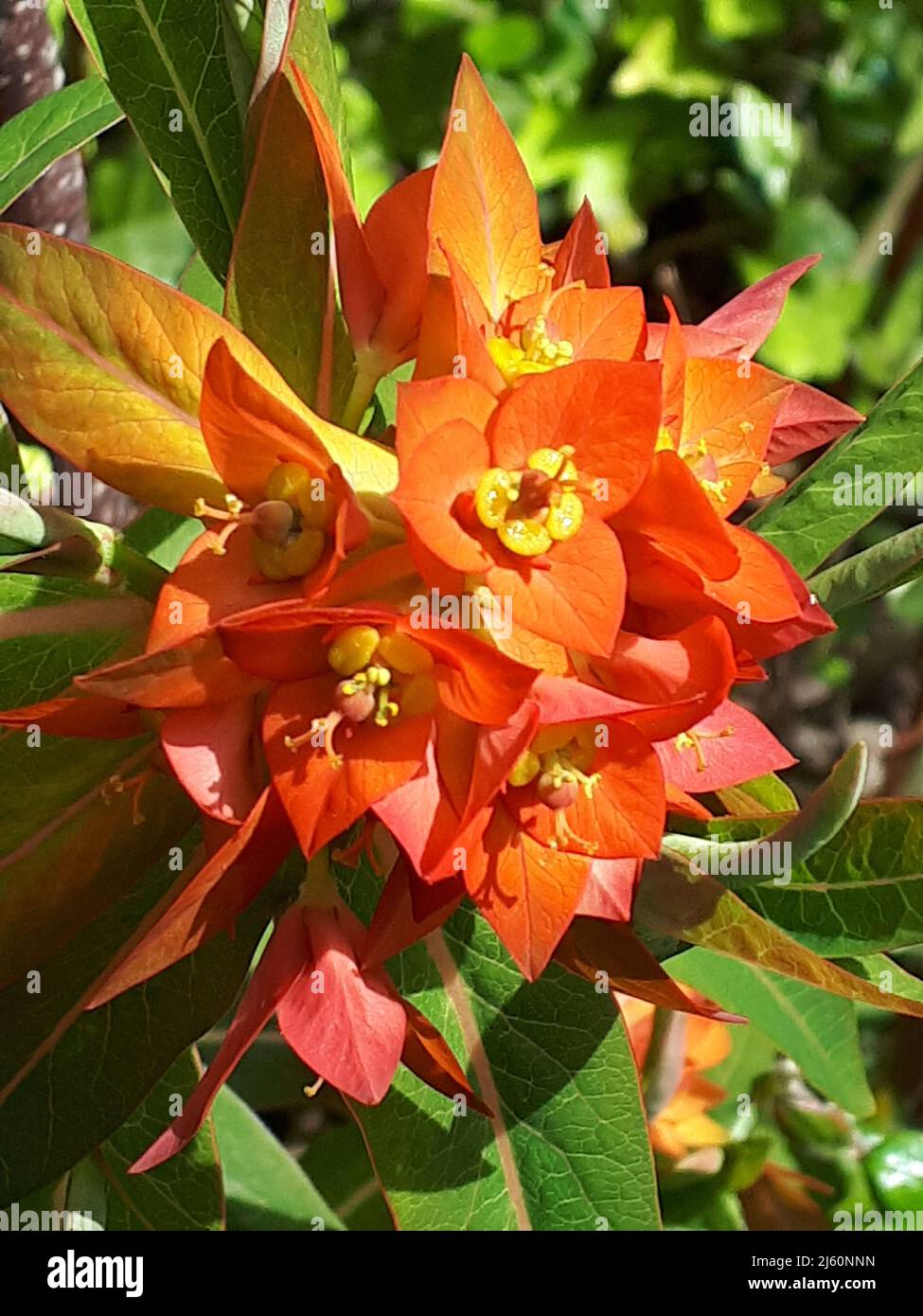 Euphorbia Fireglow known as spurge in an English garden Stock Photo - Alamy