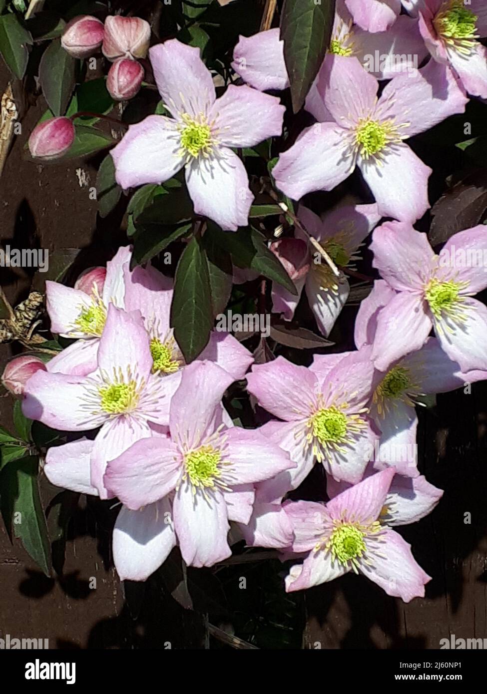 Beautiful pink four petalled Clematis Montana of the variety Rubens ...