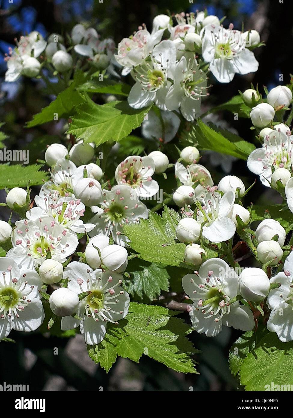 Crataegus blossom, commonly called hawthorn or quickthorn or thornapple ...