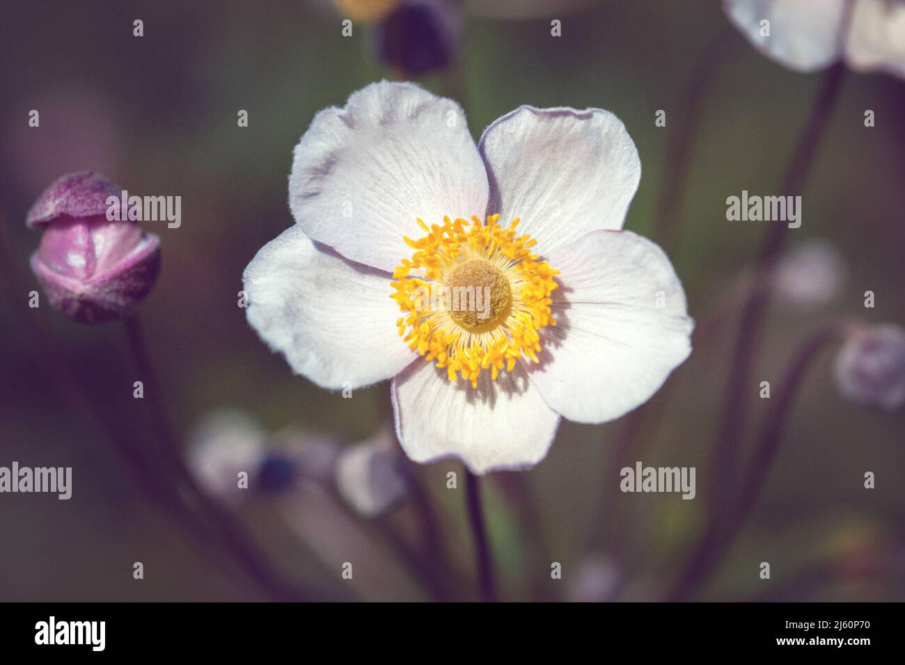 Anemone japonica pink hi-res stock photography and images - Alamy