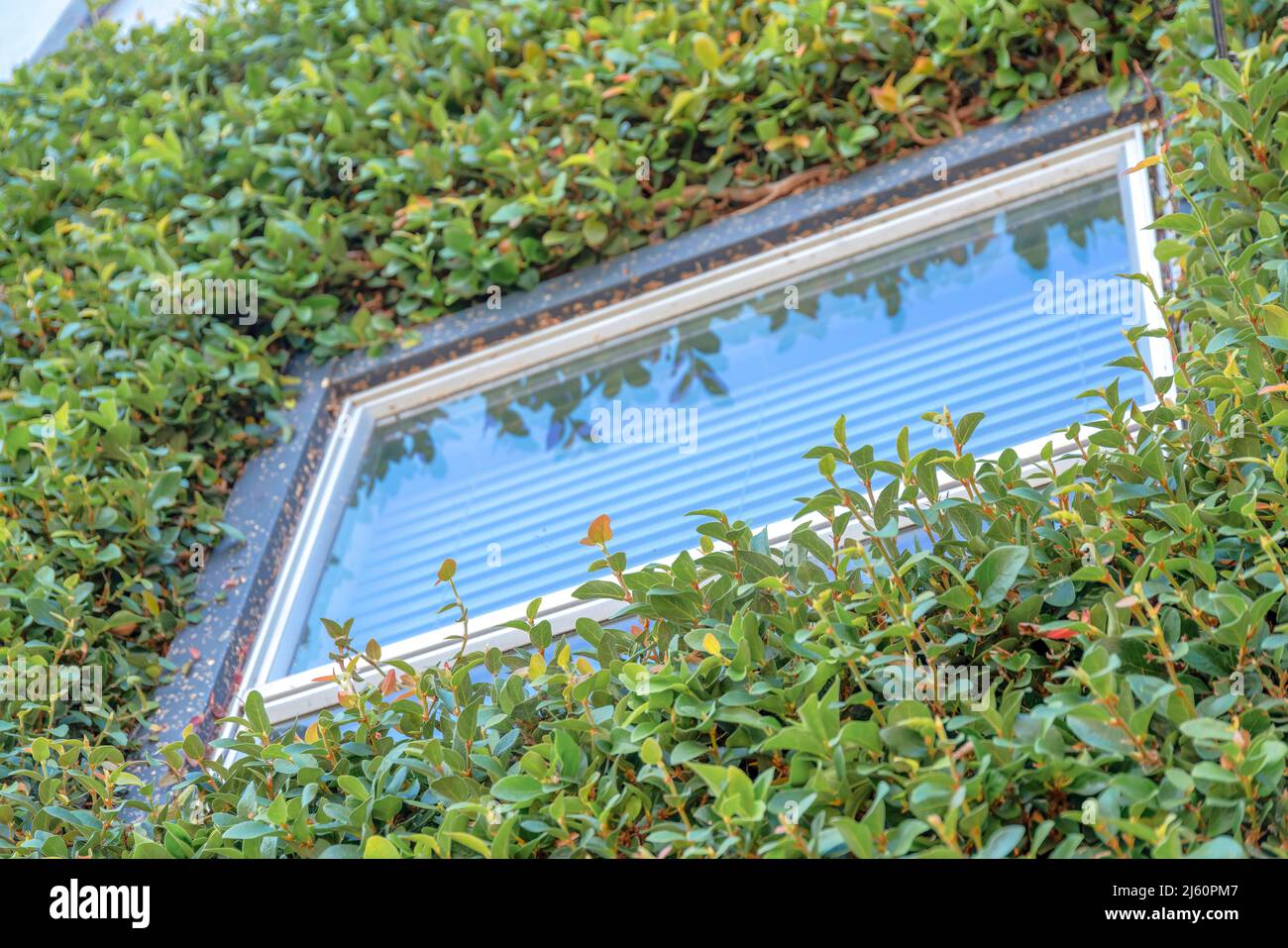 Window with gray frame against the wall with green vines at San ...