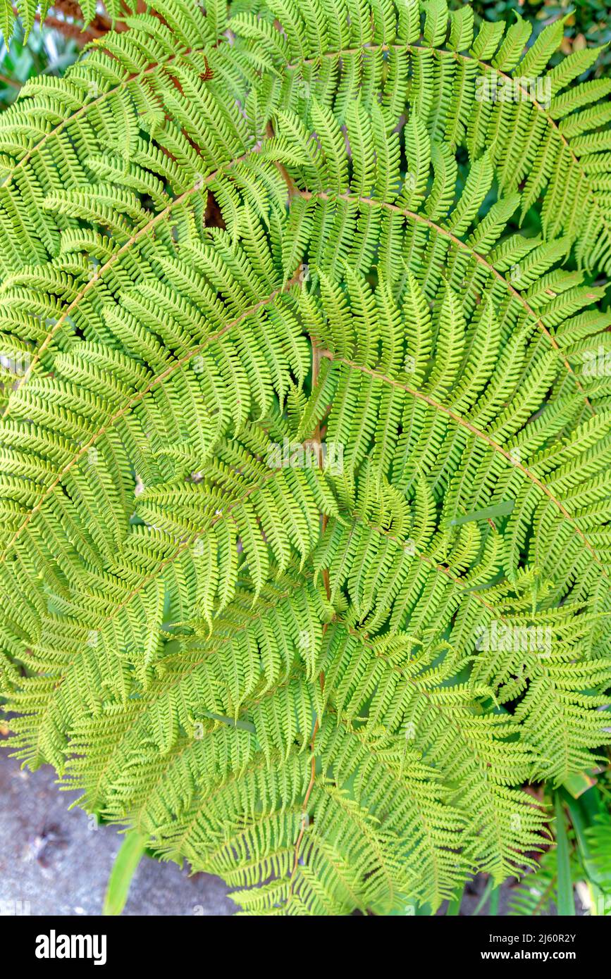 Large branch fern in summer hi-res stock photography and images - Alamy