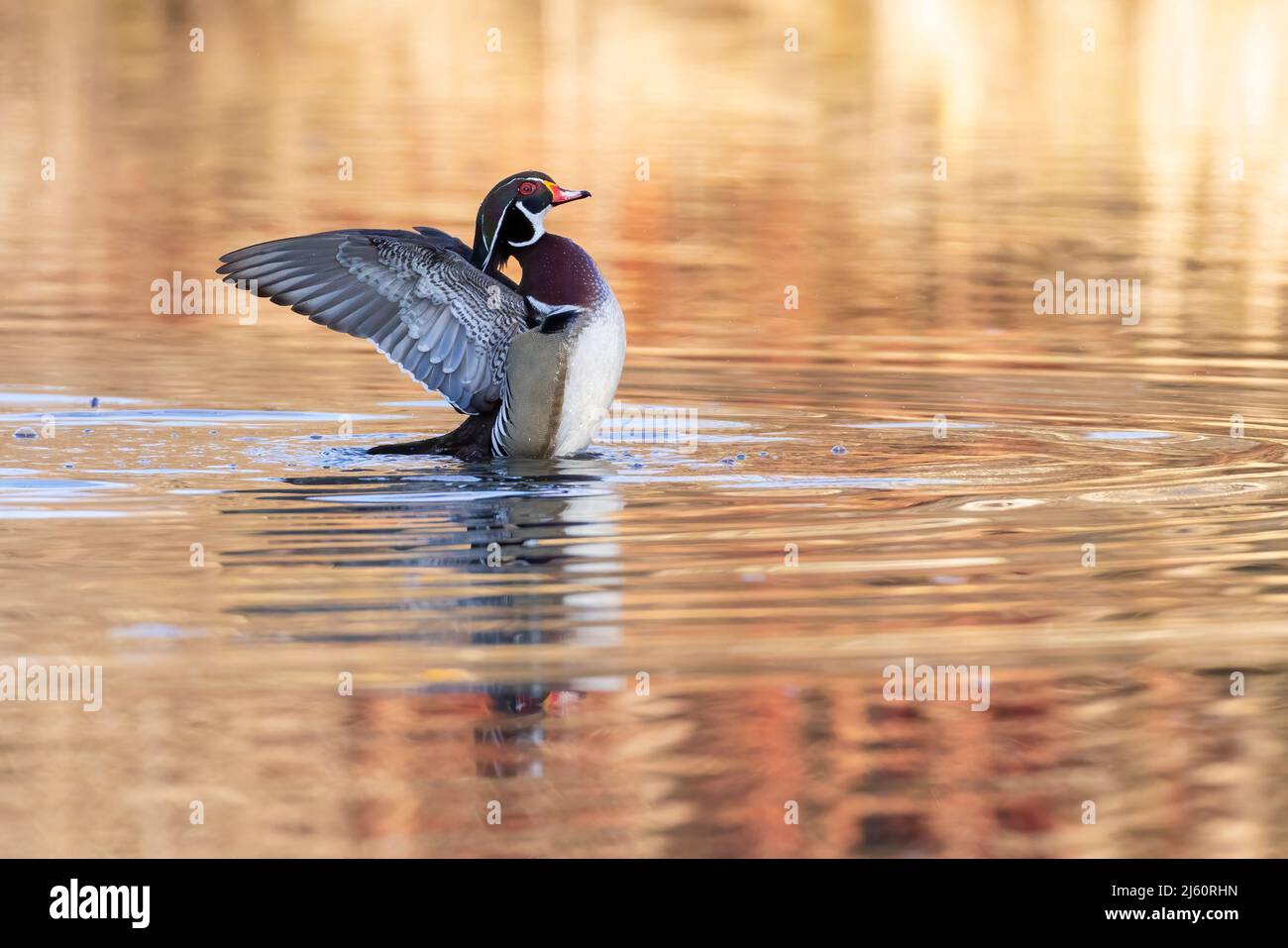 Drake wood duck in winter hi-res stock photography and images - Alamy