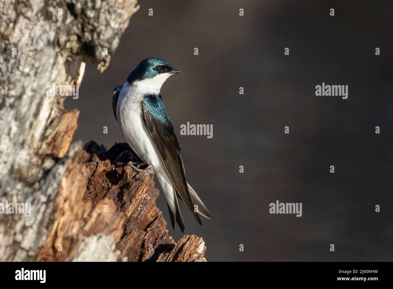 Iridescent blue green tree swallow hi-res stock photography and images ...