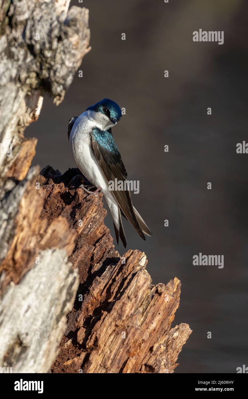 tree swallow in spring Stock Photo - Alamy