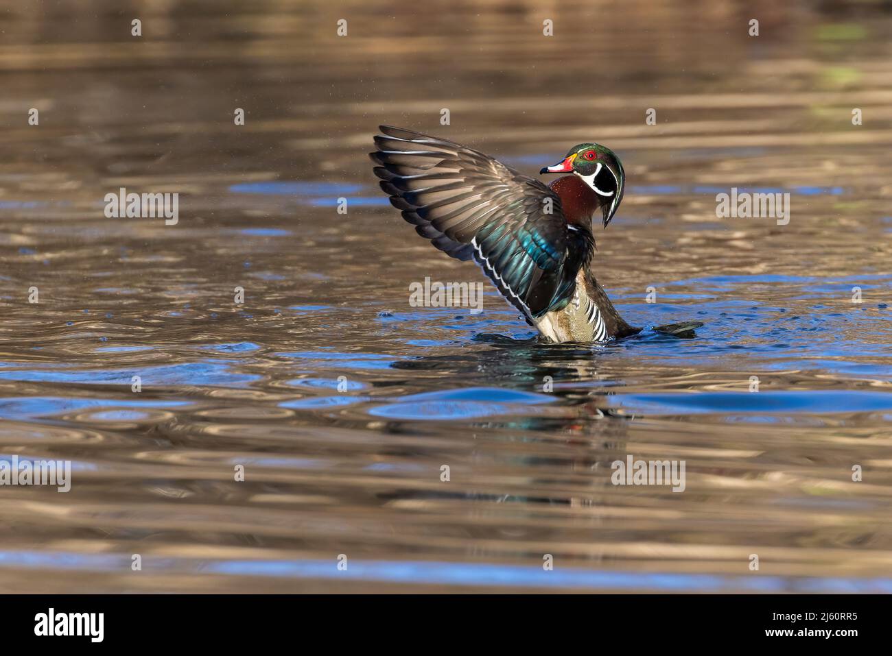 Wood duck drake in spring Stock Photo - Alamy