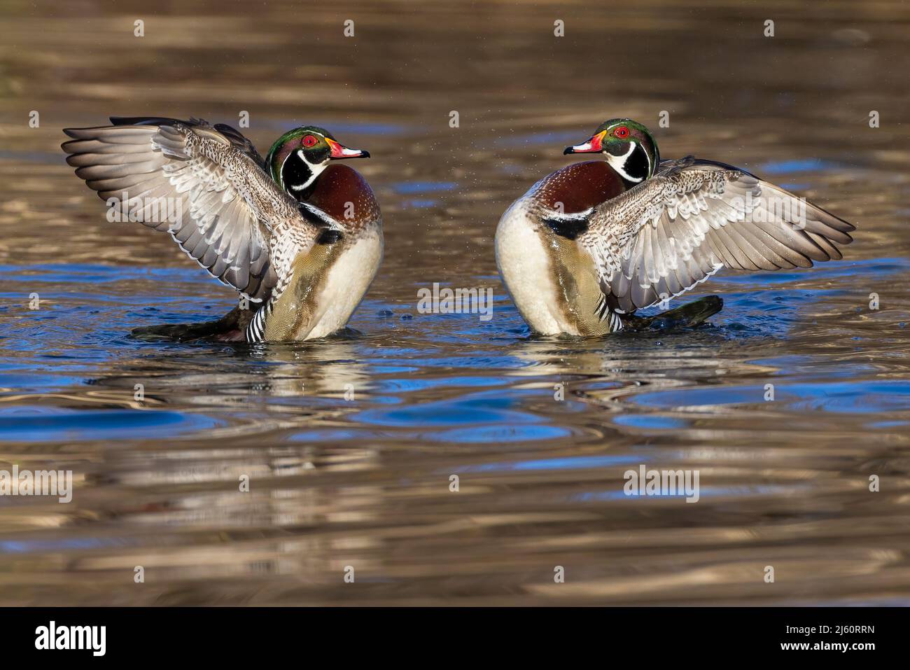 Drake wood duck in winter hi-res stock photography and images - Alamy