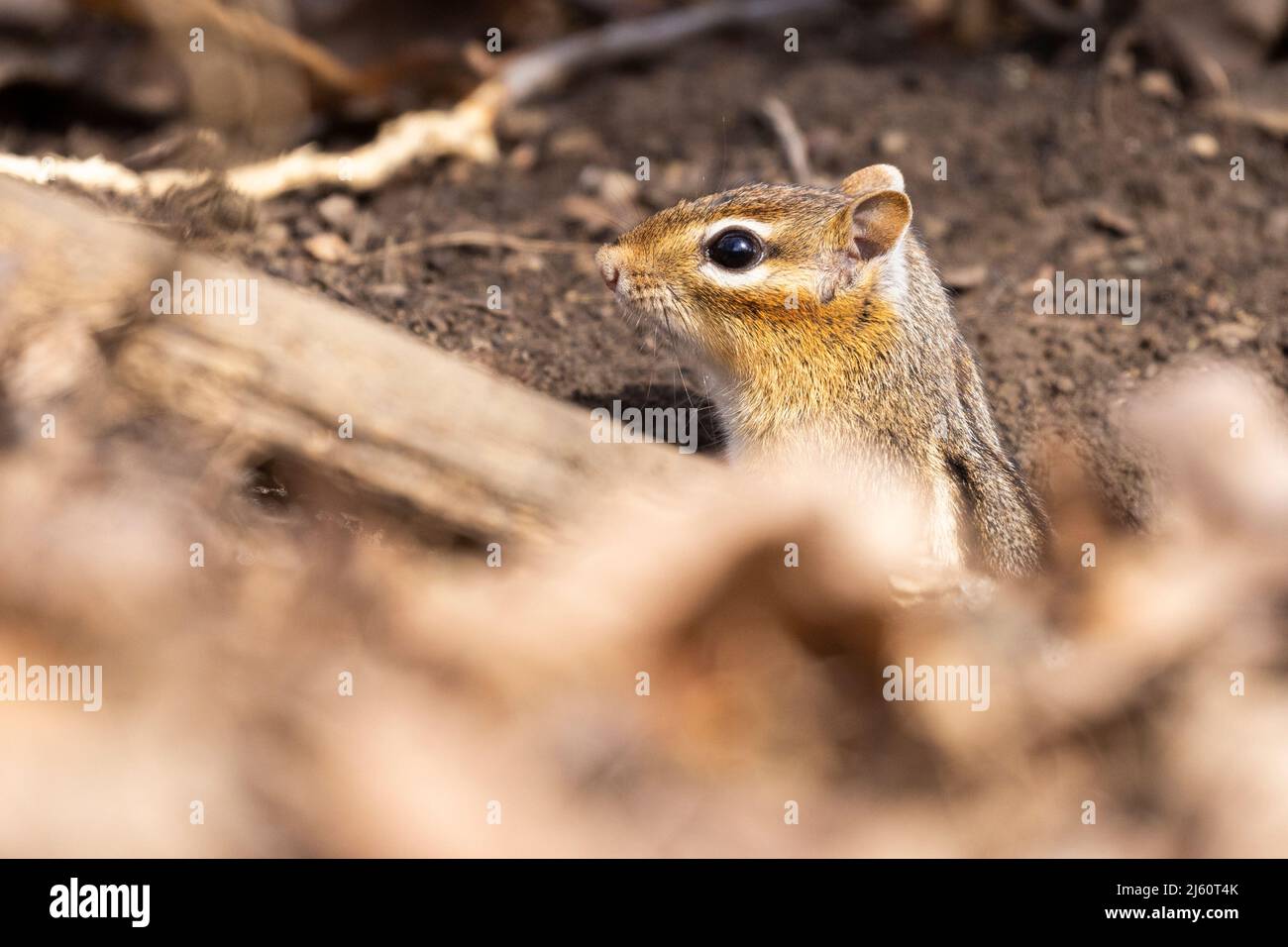 Eastern chipmunk (Tamias striatus Stock Photo - Alamy