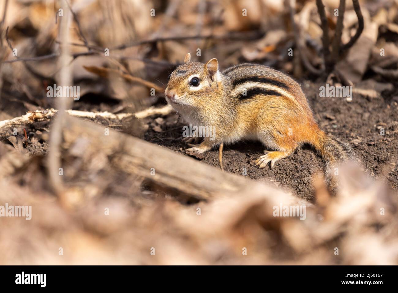 Eastern chipmunk (Tamias striatus Stock Photo - Alamy