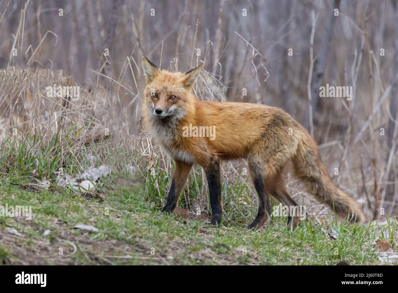 Red fox portrait Stock Photo - Alamy