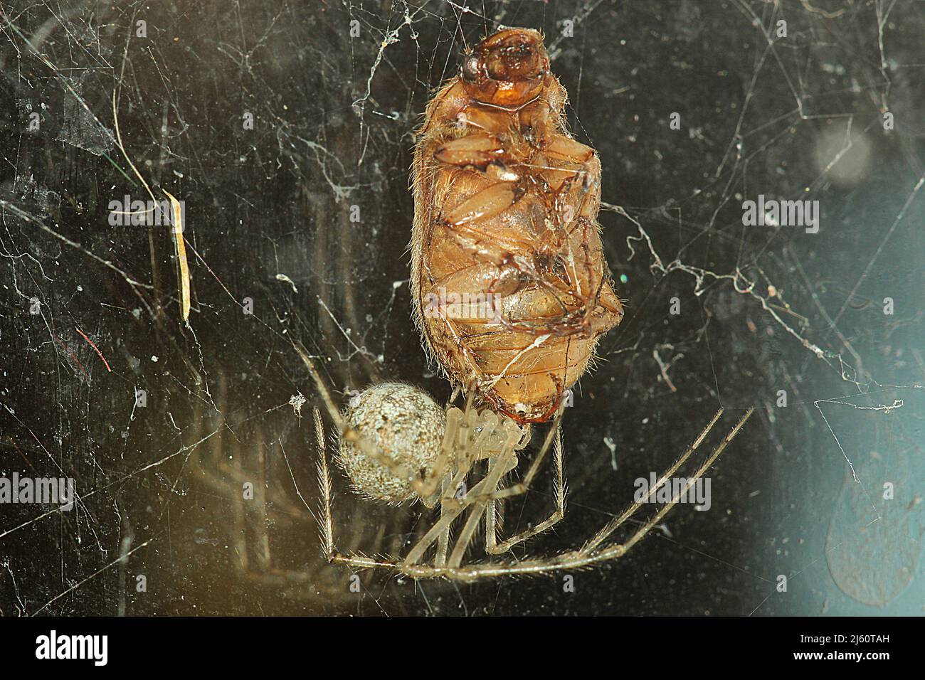 White porch spider (Cryptachaea giganticeps Stock Photo - Alamy