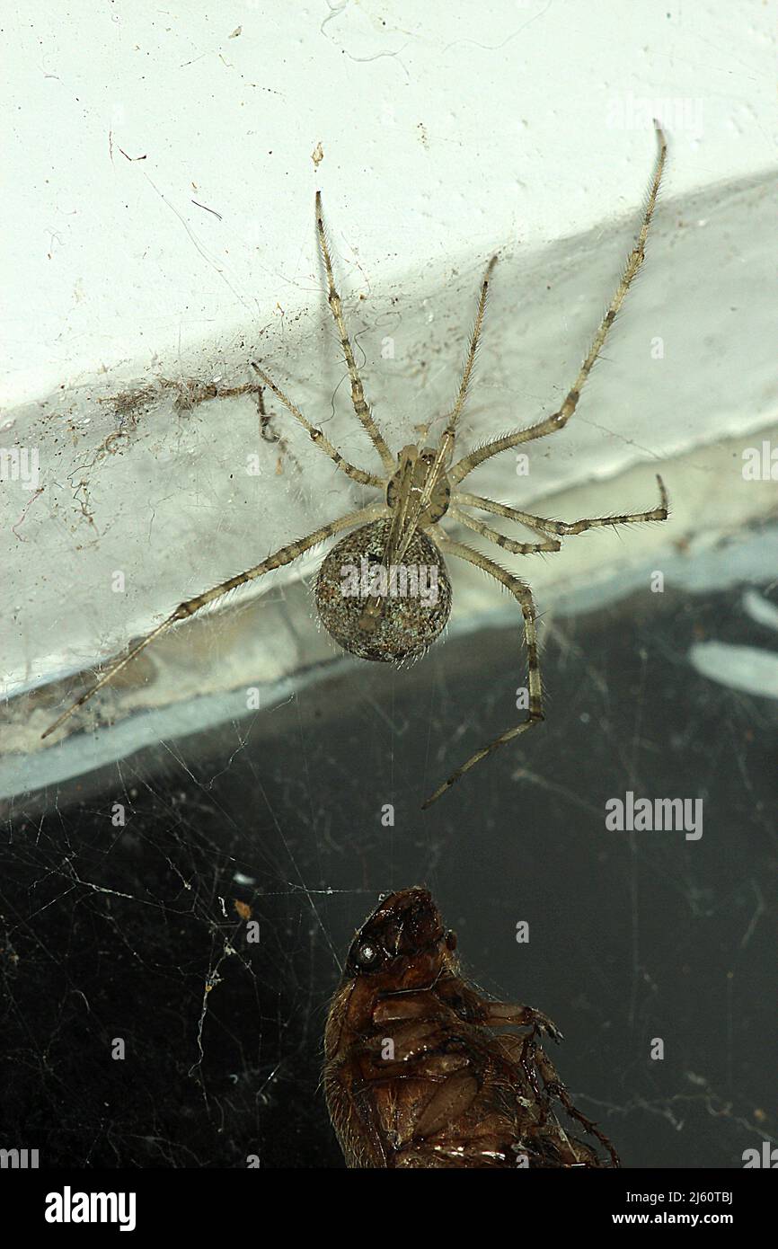 White porch spider (Cryptachaea giganticeps Stock Photo - Alamy