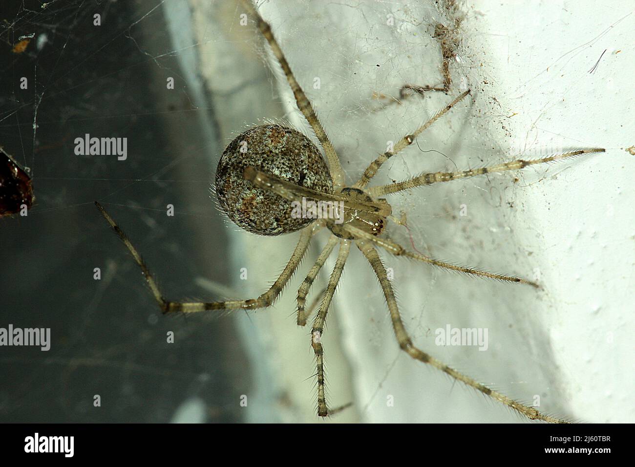 White porch spider (Cryptachaea giganticeps Stock Photo - Alamy