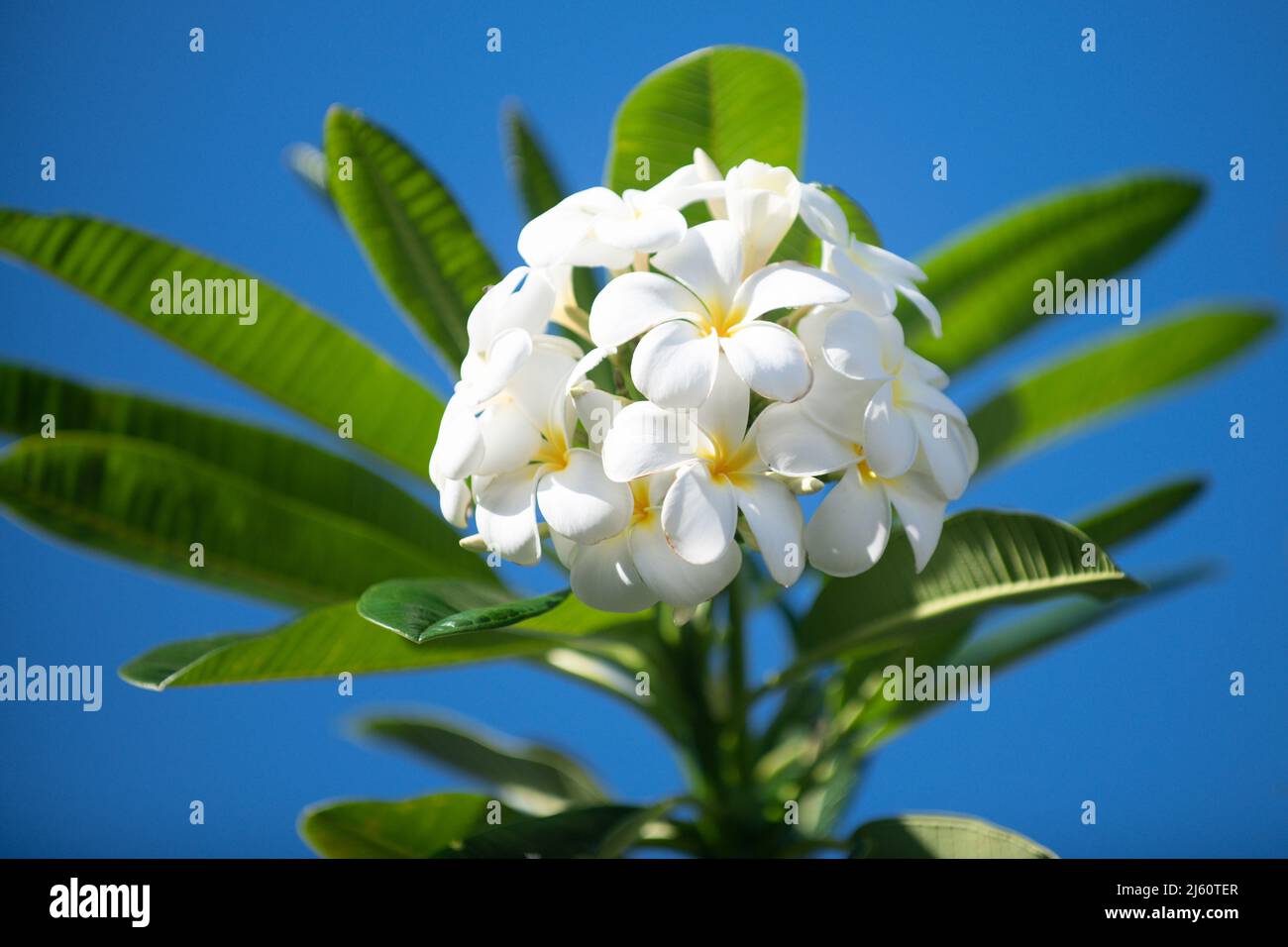 Blue Plumeria Bush