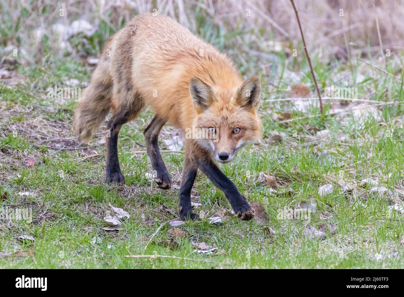 Red fox portrait Stock Photo - Alamy