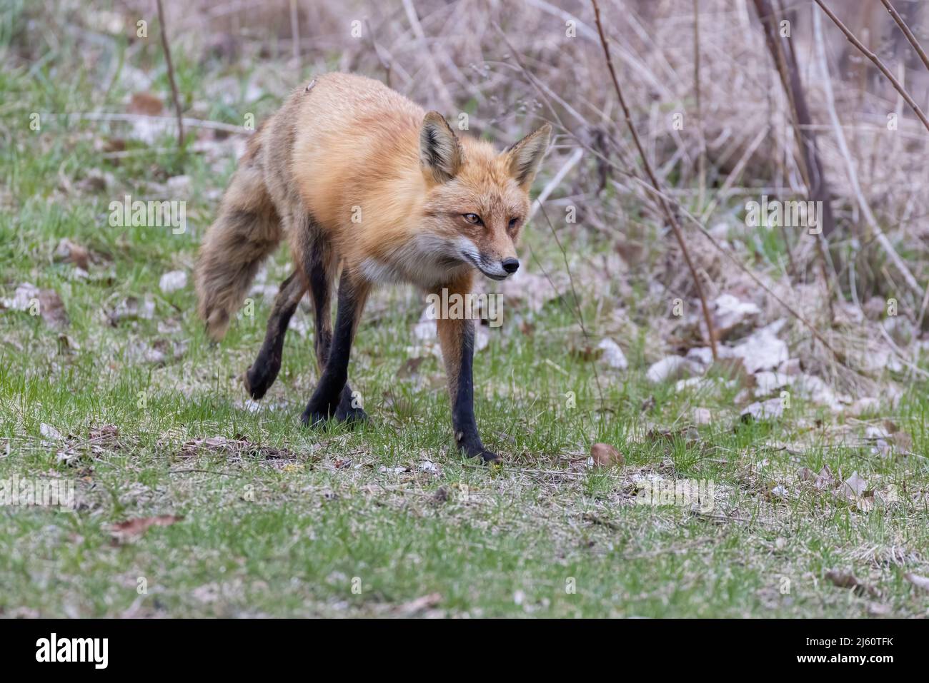Red fox portrait Stock Photo - Alamy