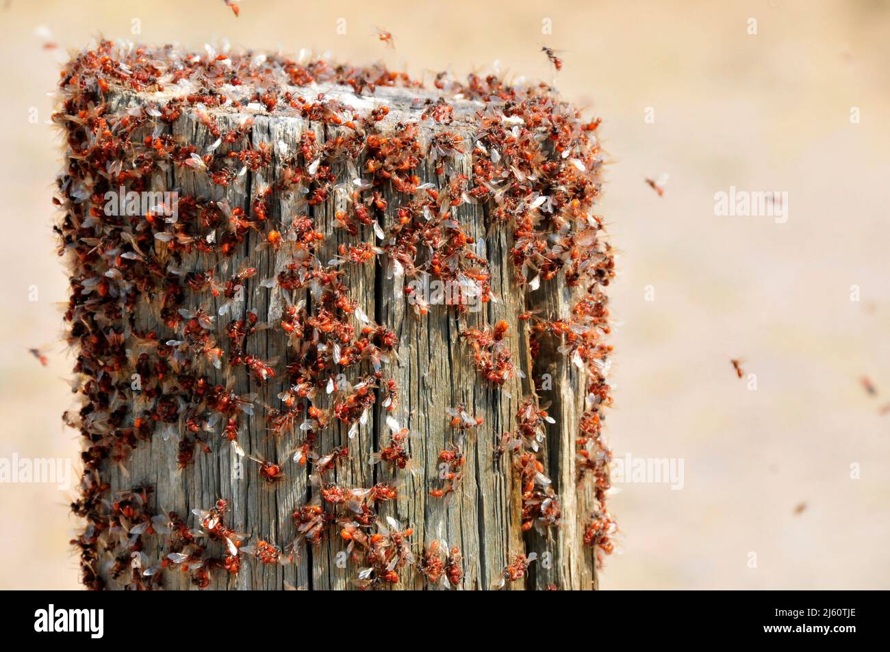 Western harvester ant swarm Stock Photo - Alamy