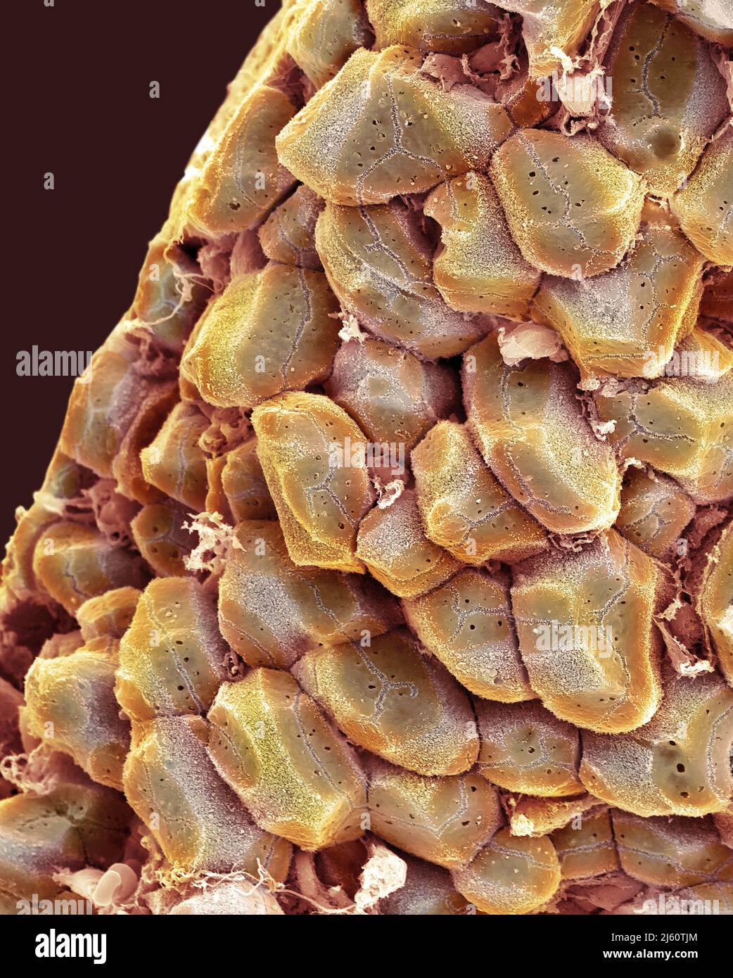Liver cells, SEM Stock Photo - Alamy