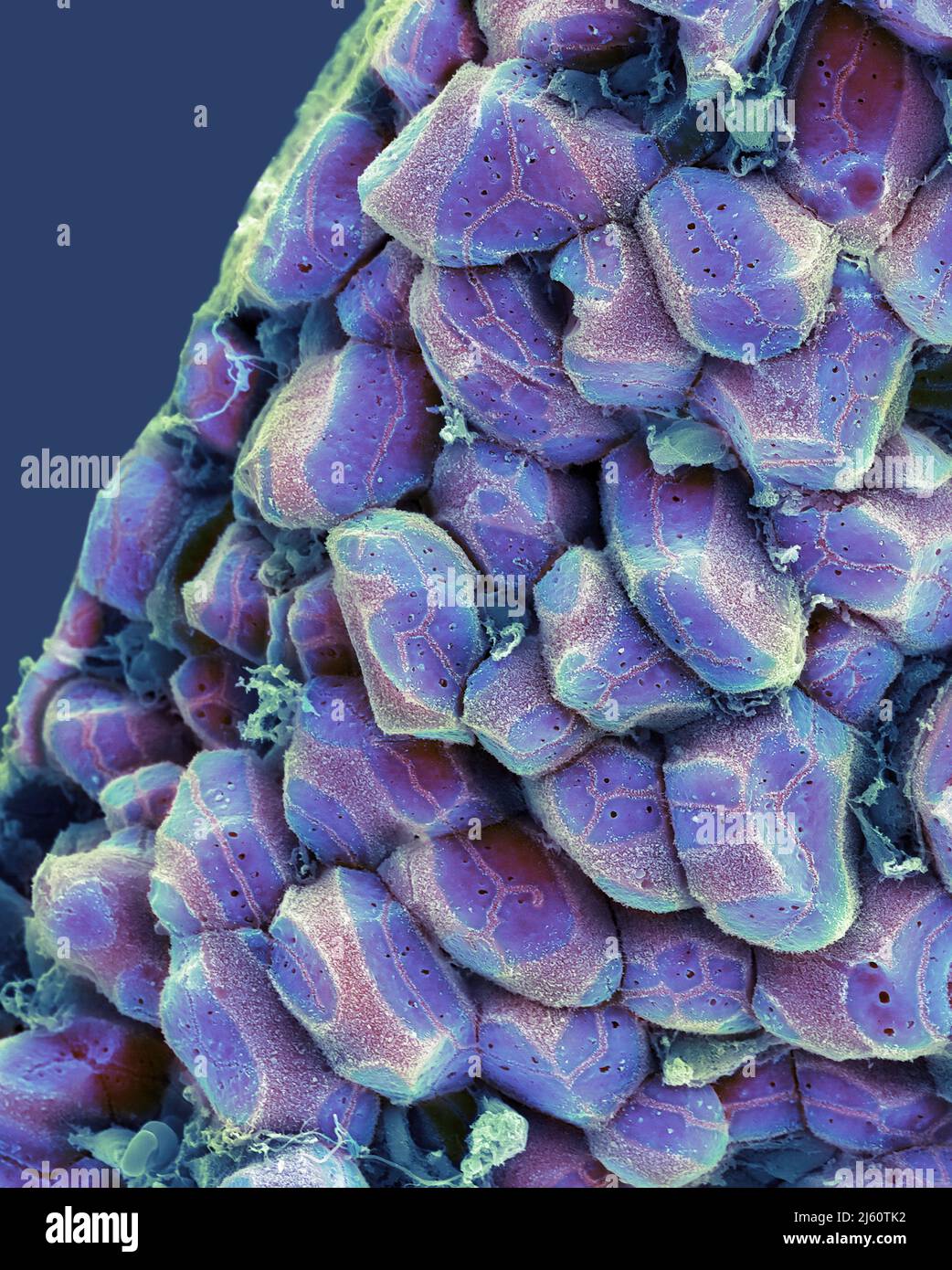 Liver cells, SEM Stock Photo - Alamy