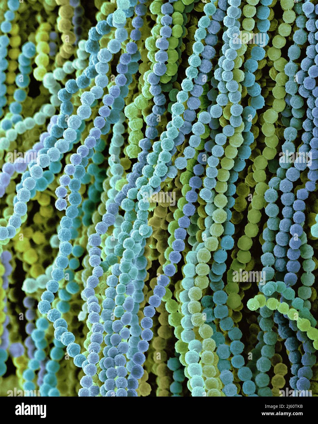 Aspergillus flavus spore, SEM Stock Photo - Alamy
