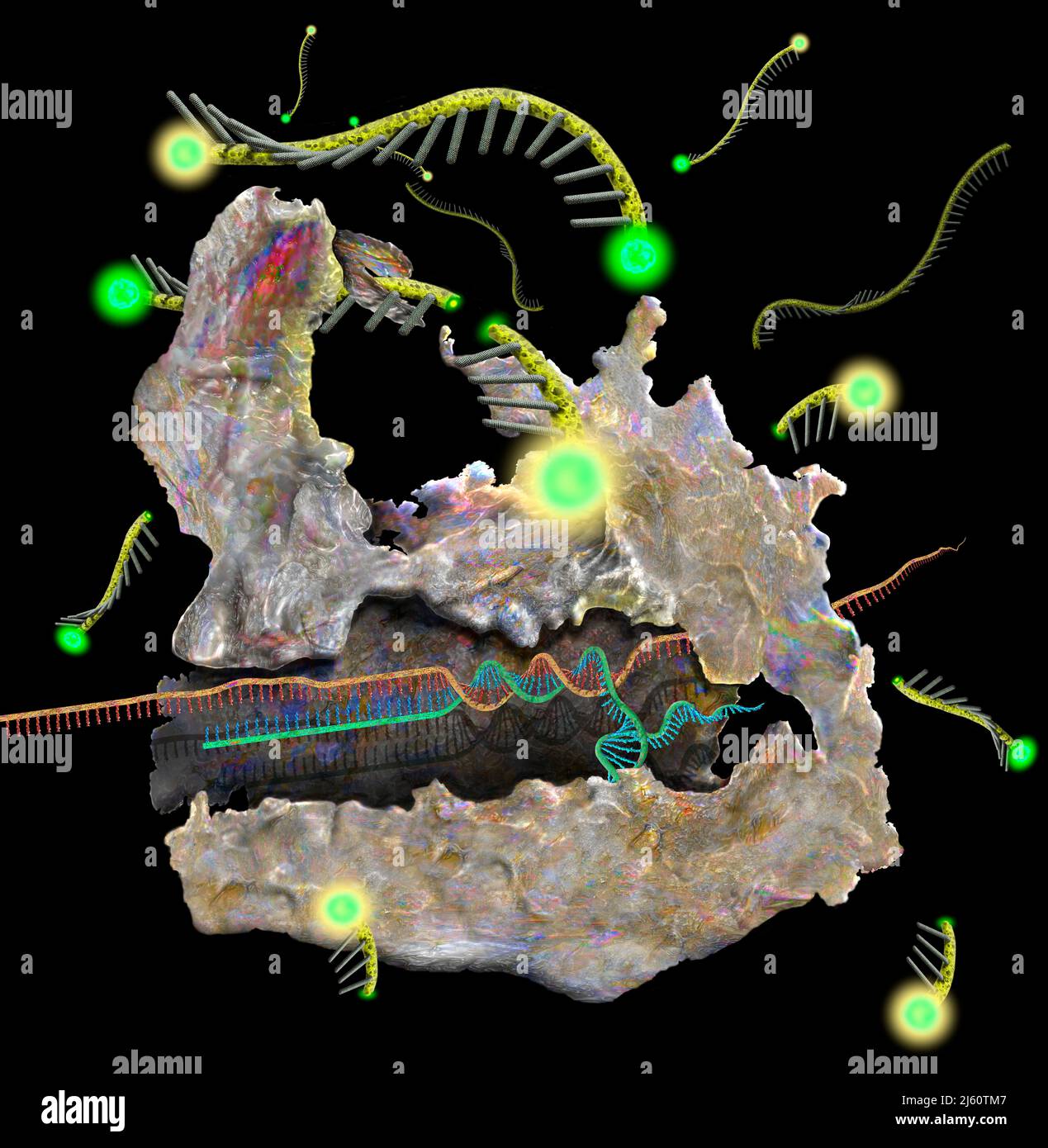 CRISPR Cas13 protein, illustration Stock Photo - Alamy