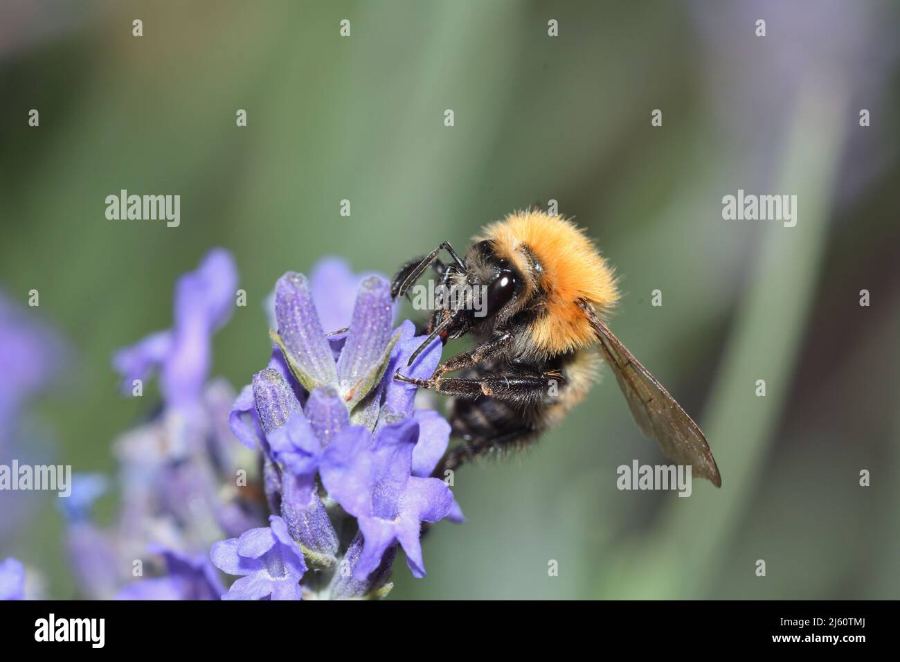 Common carder bee on English lavender Stock Photo - Alamy