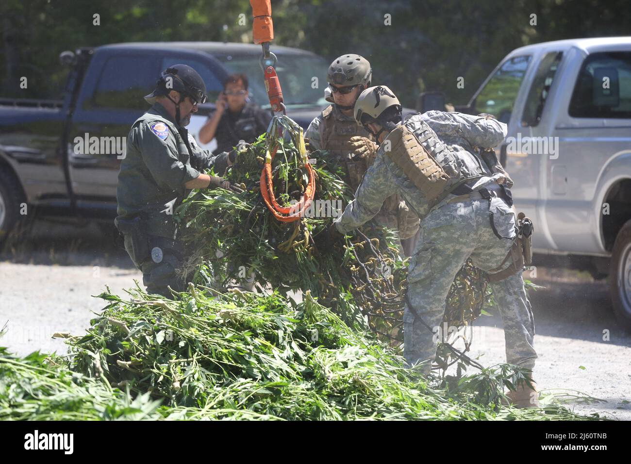 Law enforcement officers seizing marijuana plants Stock Photo - Alamy