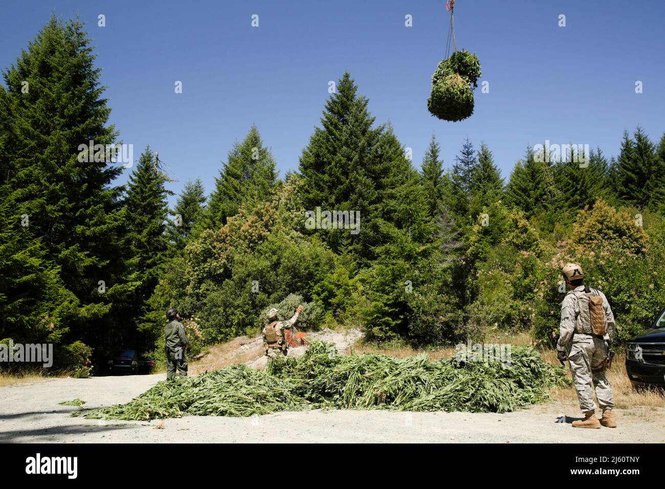 Helicopter lowering marijuana seized by law enforcement Stock Photo - Alamy